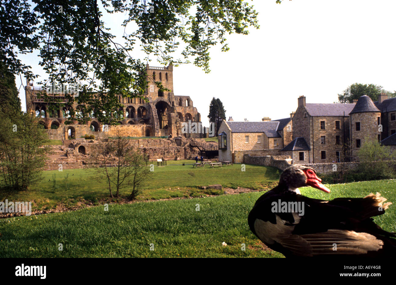 Jedburgh Abbey Borders Scotland Founded by King David Stock Photo - Alamy