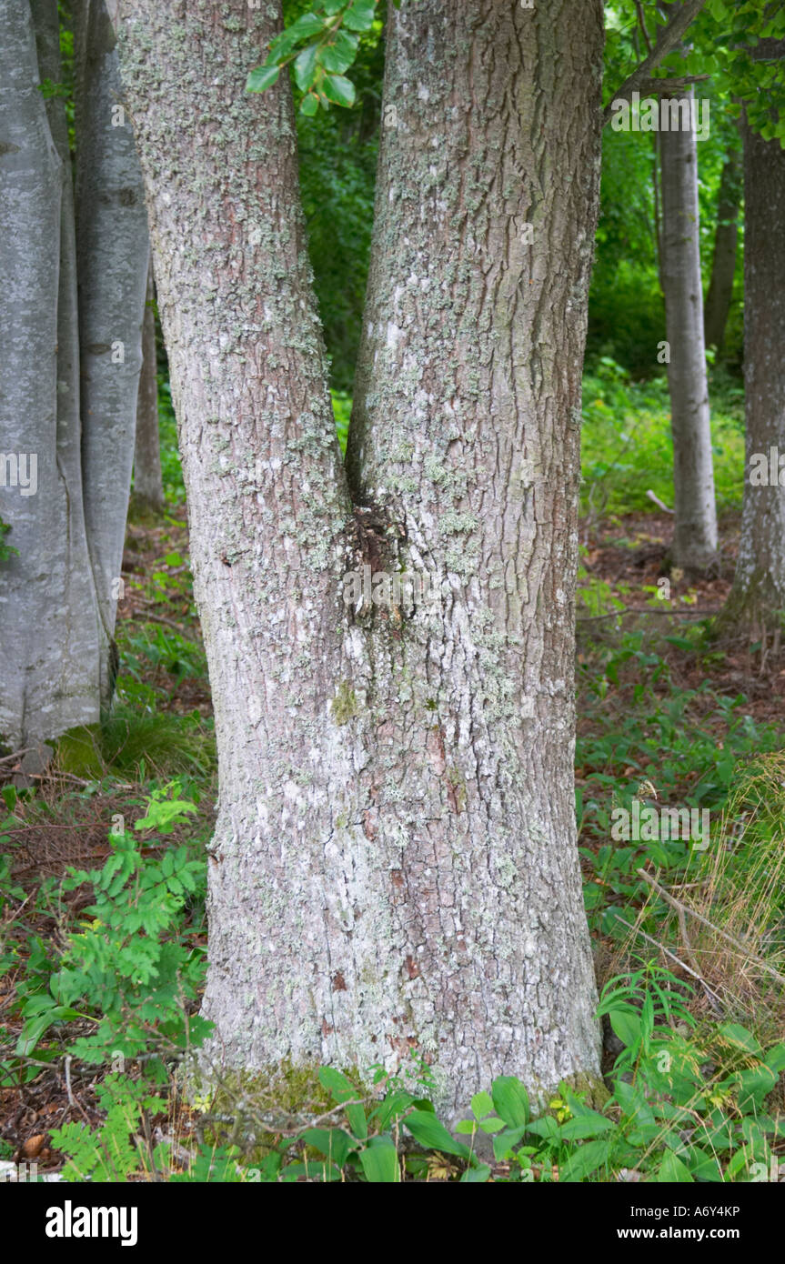 Tree trunk of an oak. Seen upside down it looks like a torso with legs ...