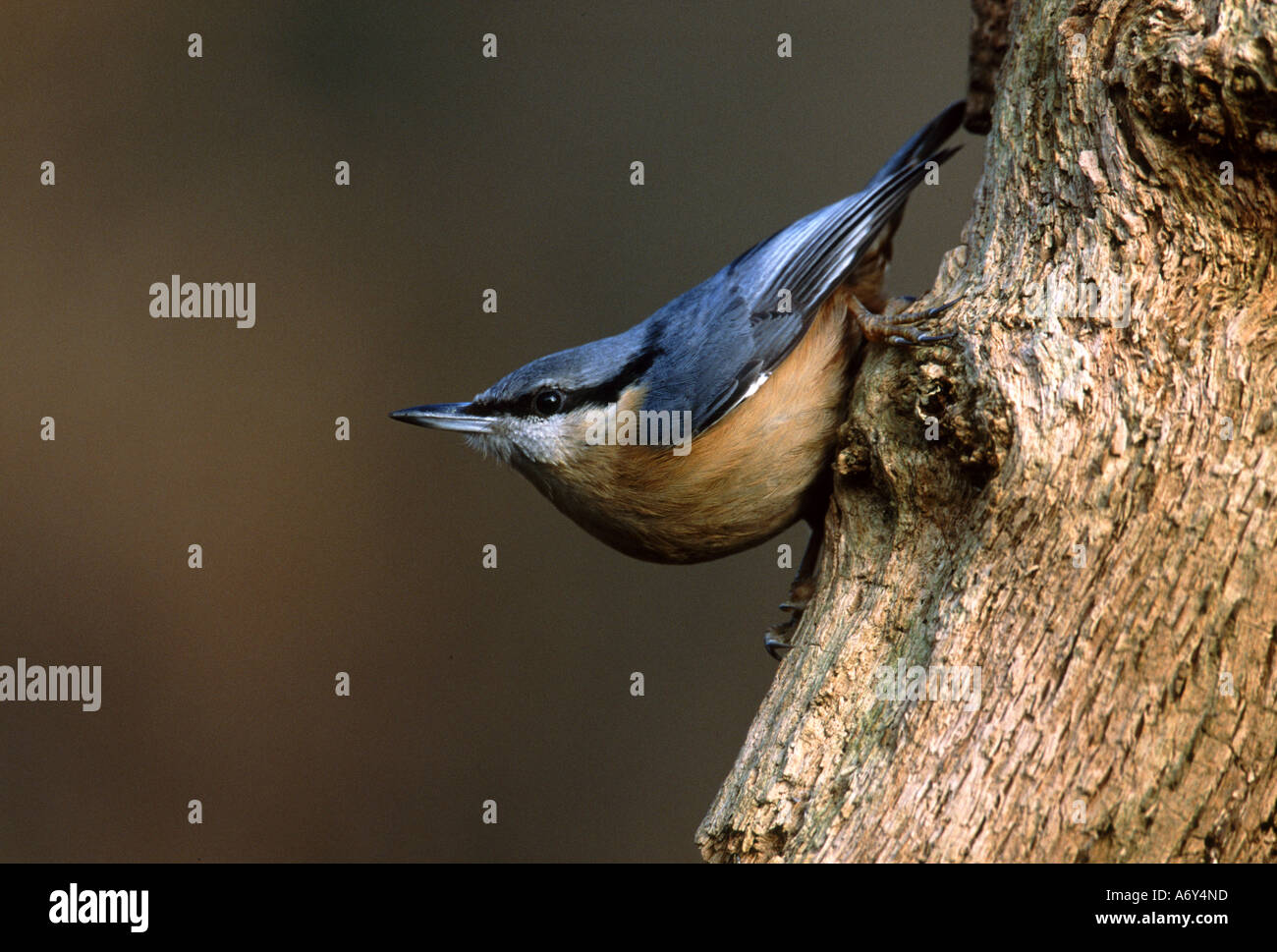 EURASIAN NUTHATCH. SITTA EUROPAEA. ENGLAND. UK Stock Photo - Alamy