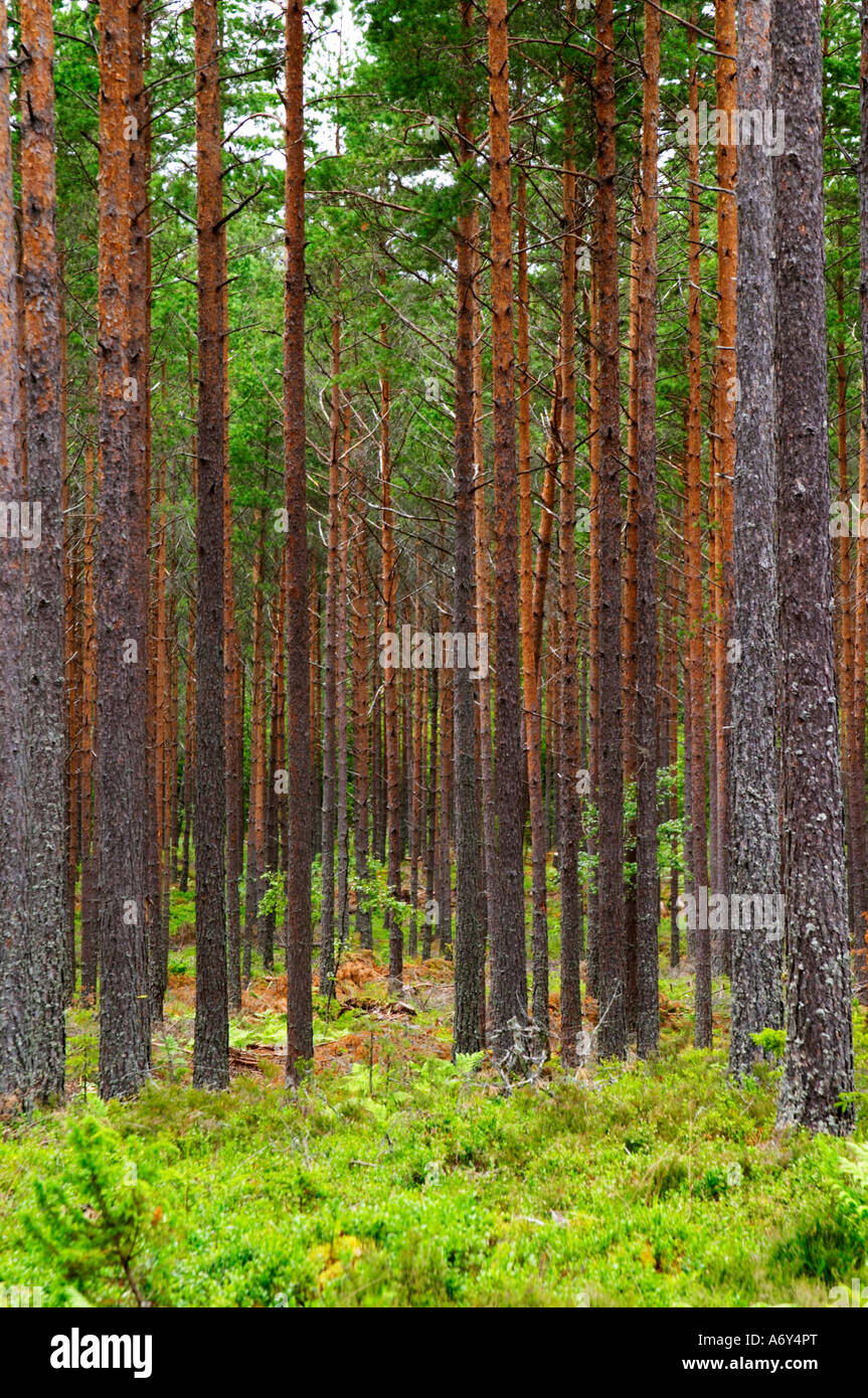 Trunks of pine trees in a forest making a linear pattern. You can’t see ...