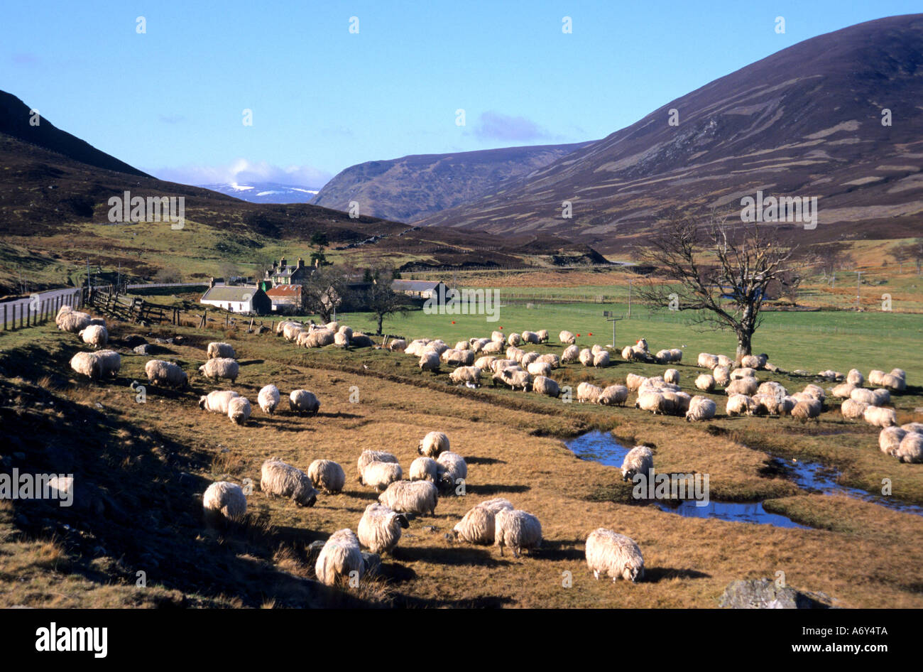 Highlands Scottish Farm Scotland sheep sheeps Stock Photo - Alamy