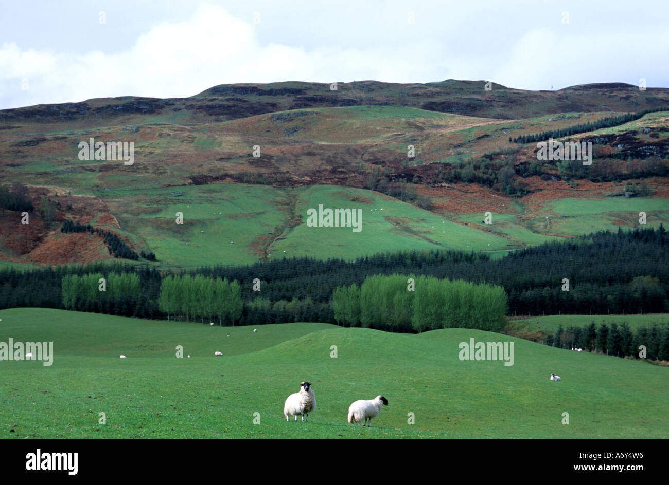 Scottish farm work hi-res stock photography and images - Alamy