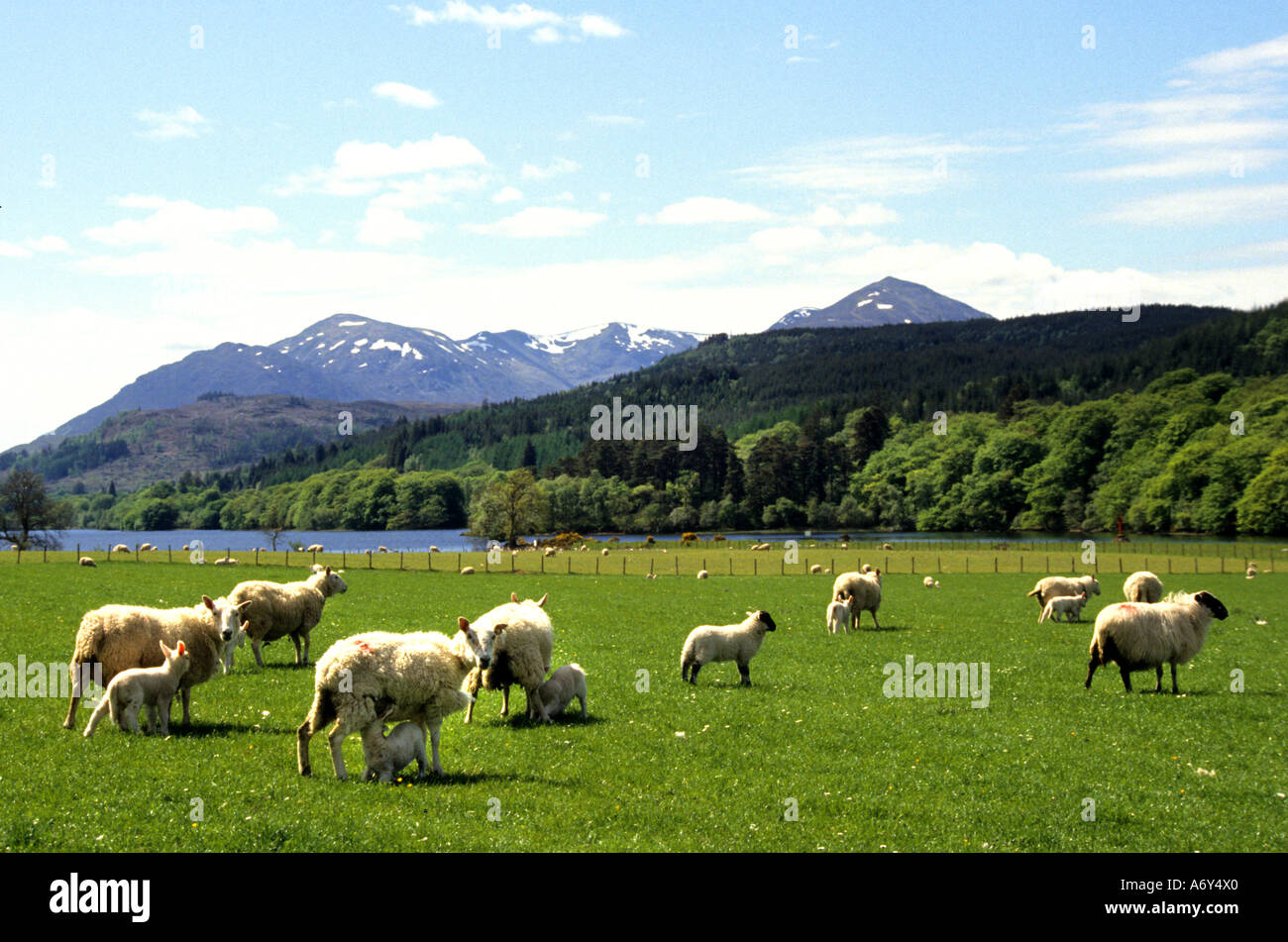 Highlands Scottish Farm Scotland sheep sheeps Stock Photo - Alamy