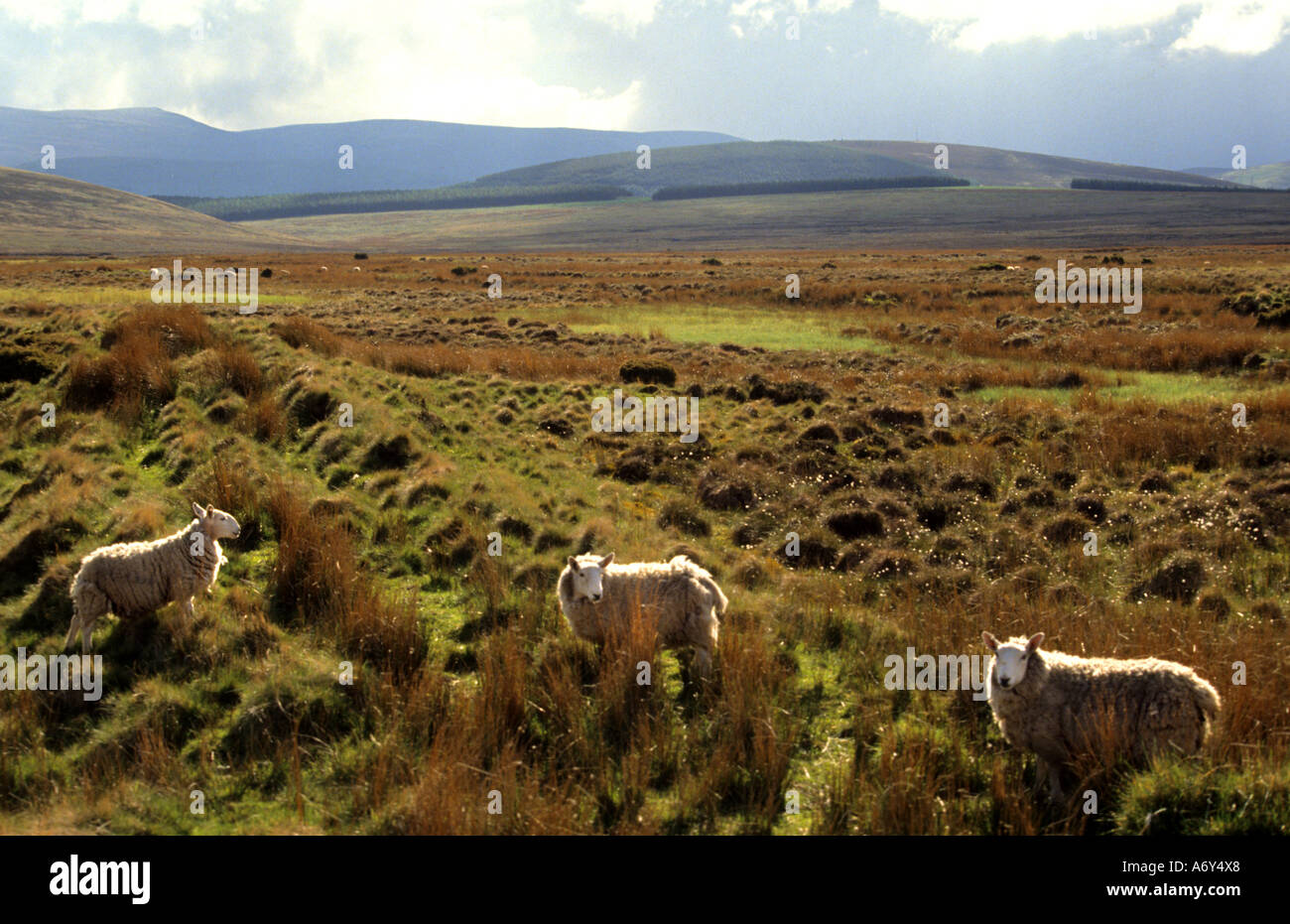 Scottish farm hi-res stock photography and images - Alamy