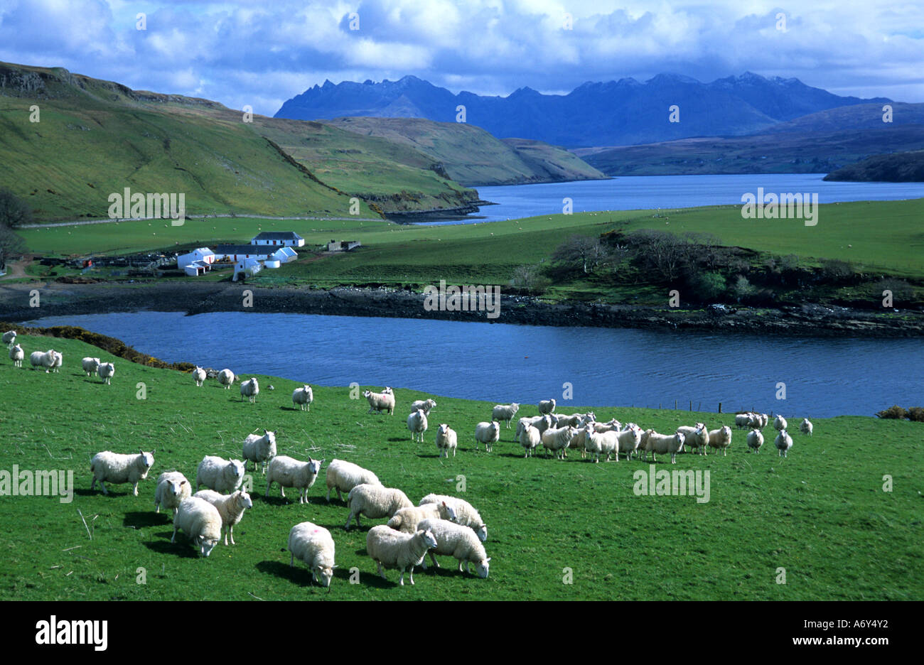 Scotland Shepherd Isle of Skye with sheep sheeps farming rural farm ...