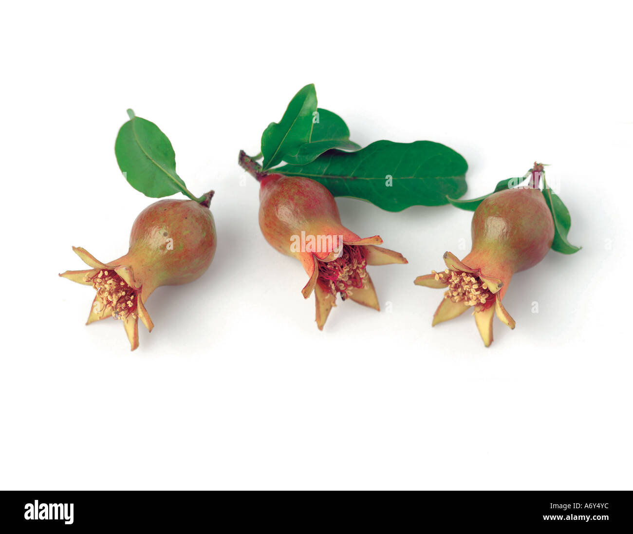 Picture of Fruit Stock Photo - Alamy