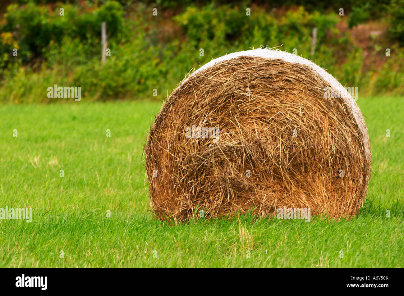 Cut field with hay bales. Smaland region. Sweden, Europe Stock Photo ...