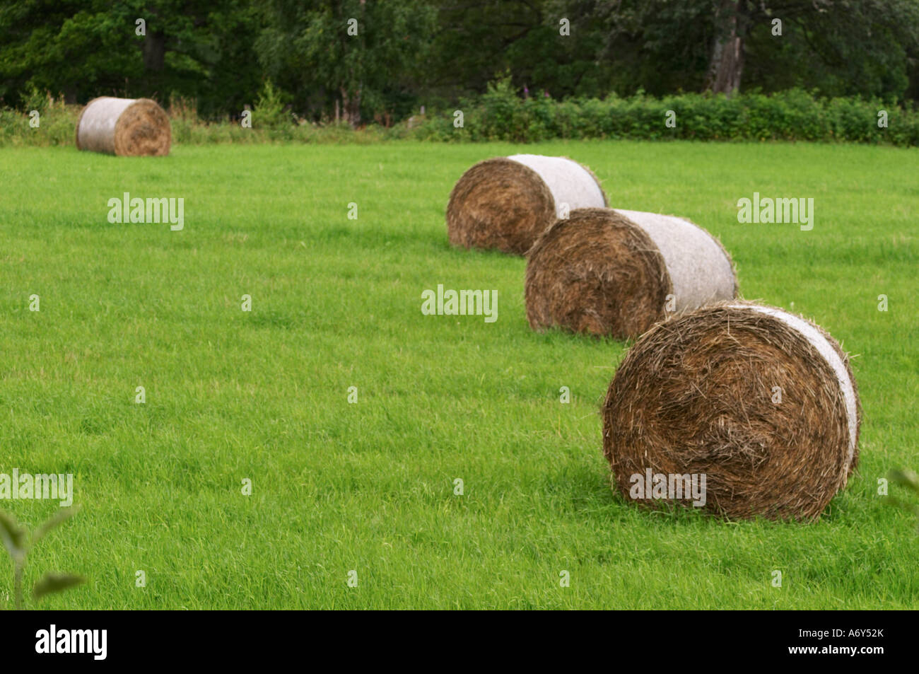 Cut field with hay bales. Smaland region. Sweden, Europe Stock Photo ...