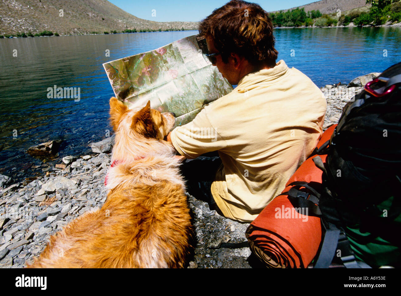 Dog reading map hi-res stock photography and images - Alamy