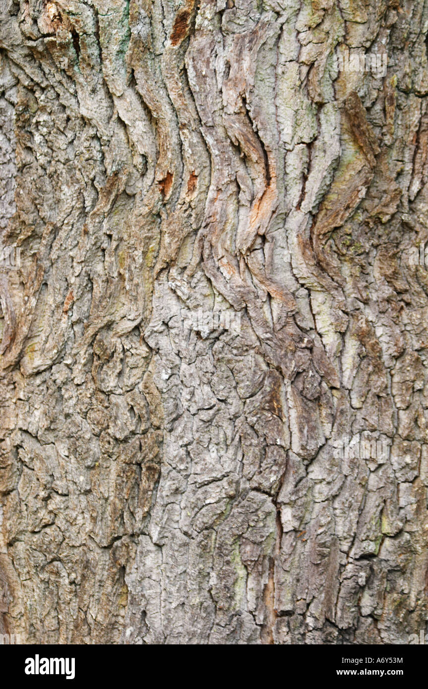Closeup of the bark on an old oak tree. Smaland region. Sweden, Europe ...