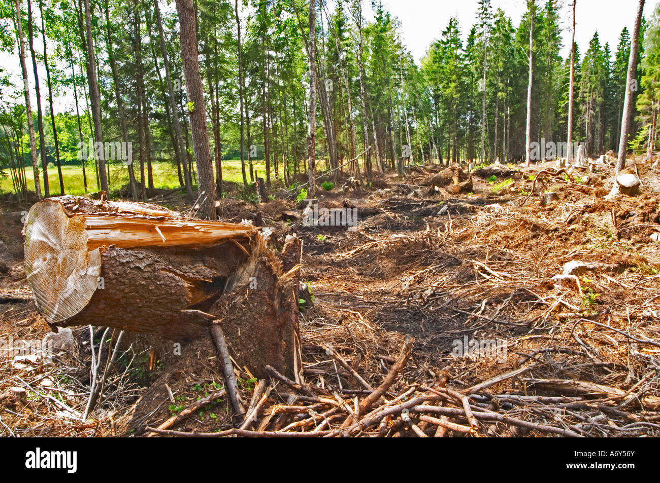 Carnage of trees hi-res stock photography and images - Alamy