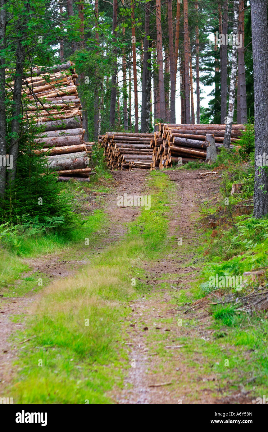Country road. Stacks of timber. Through the forest. Smaland region ...