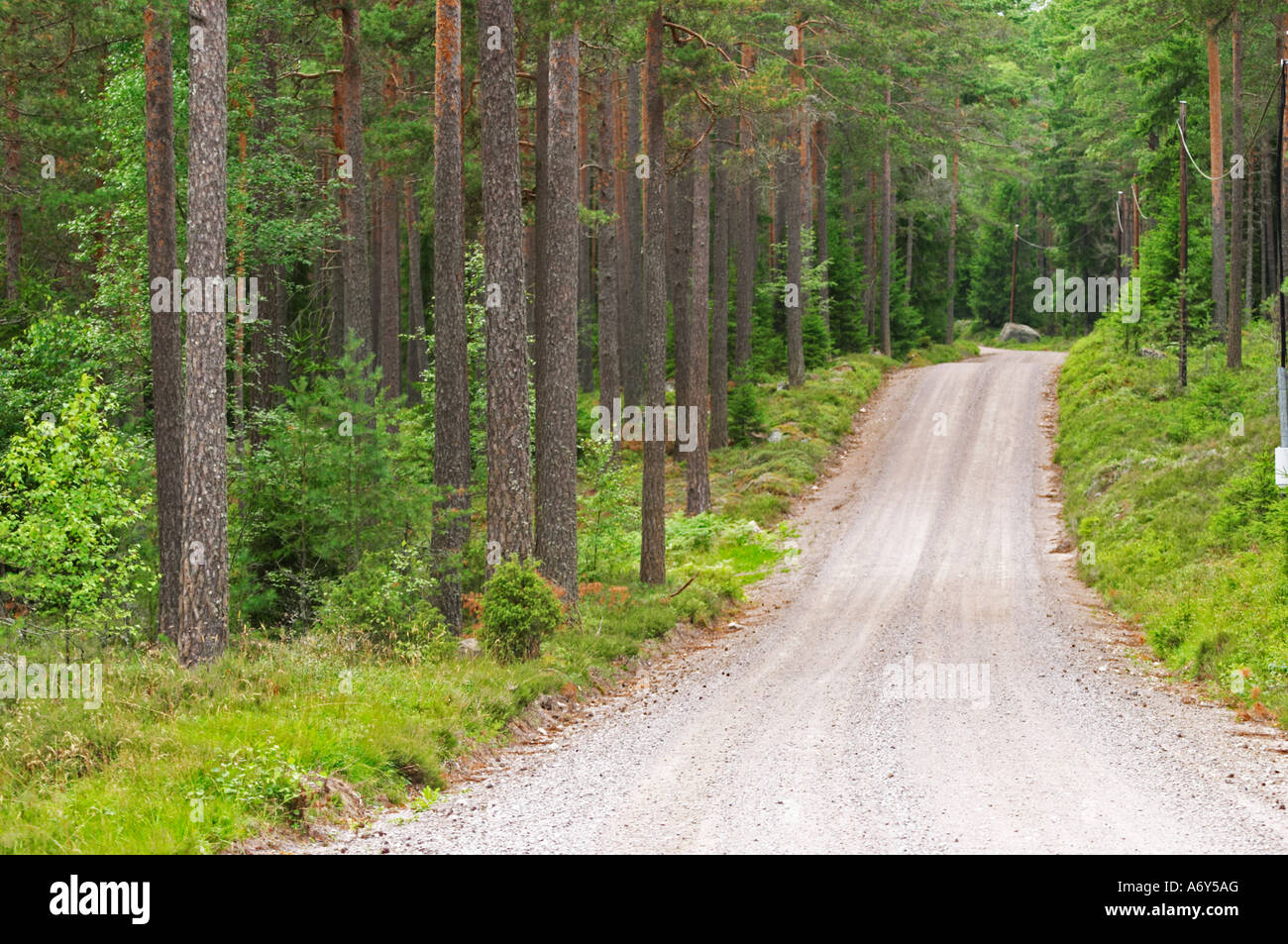 Country road. Through the forest. Smaland region. Sweden, Europe Stock ...