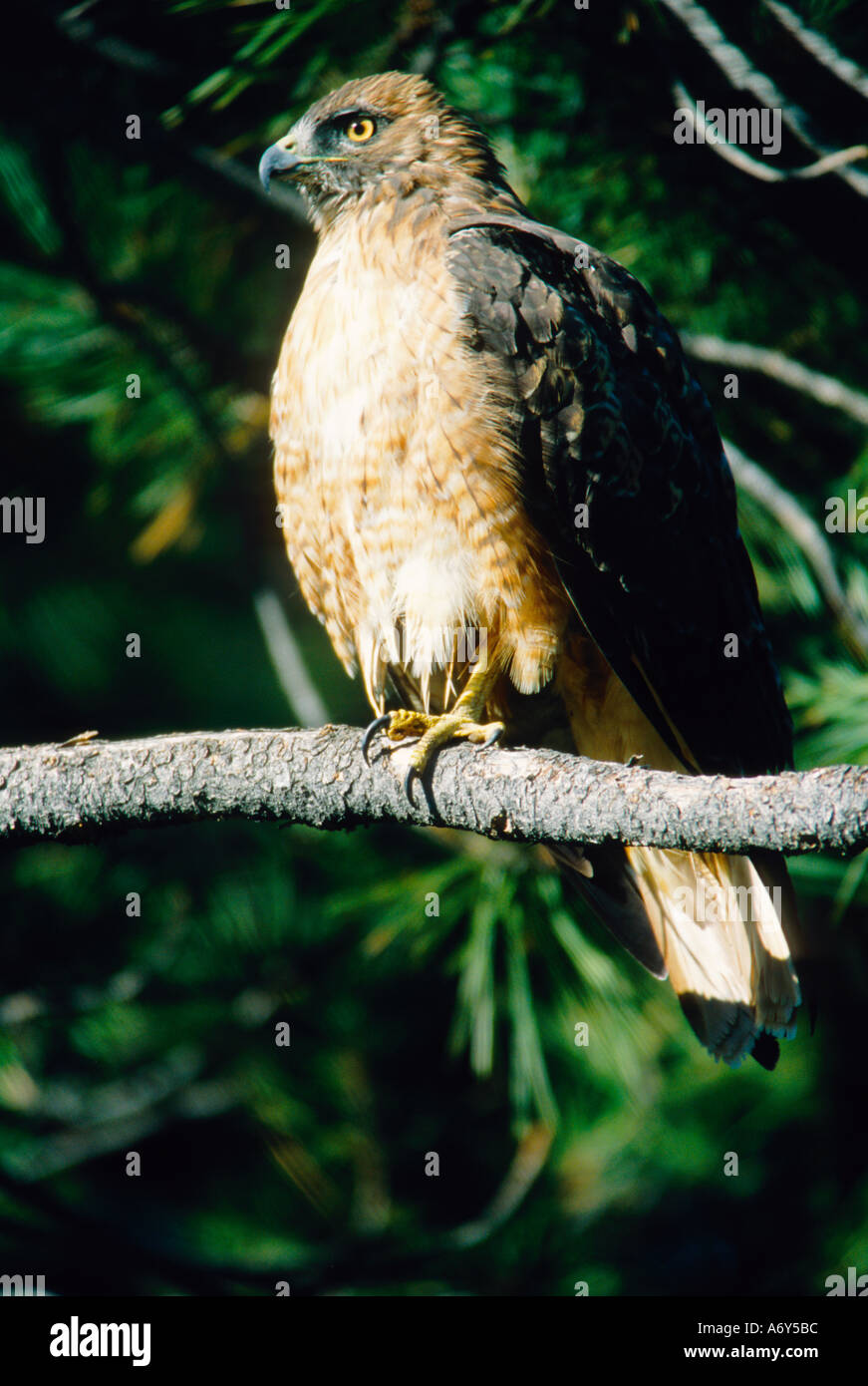 bird in a tree Stock Photo - Alamy