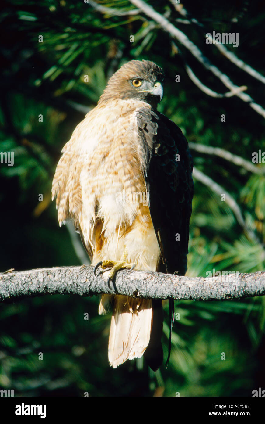 bird in a tree Stock Photo - Alamy