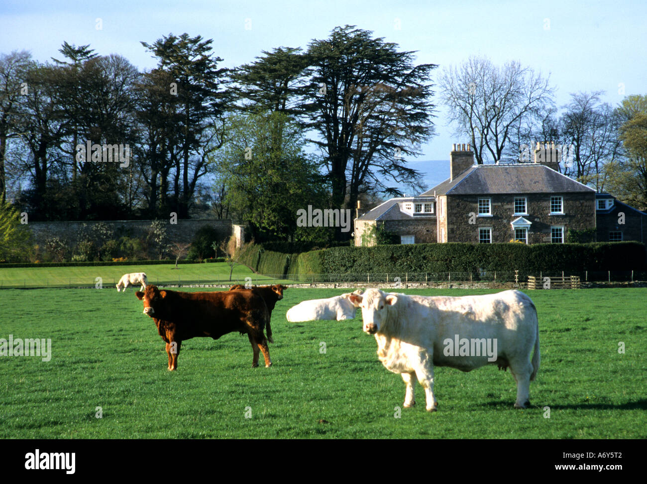 Scotland Scottish Farm Farmer Highlands cow cows Stock Photo - Alamy