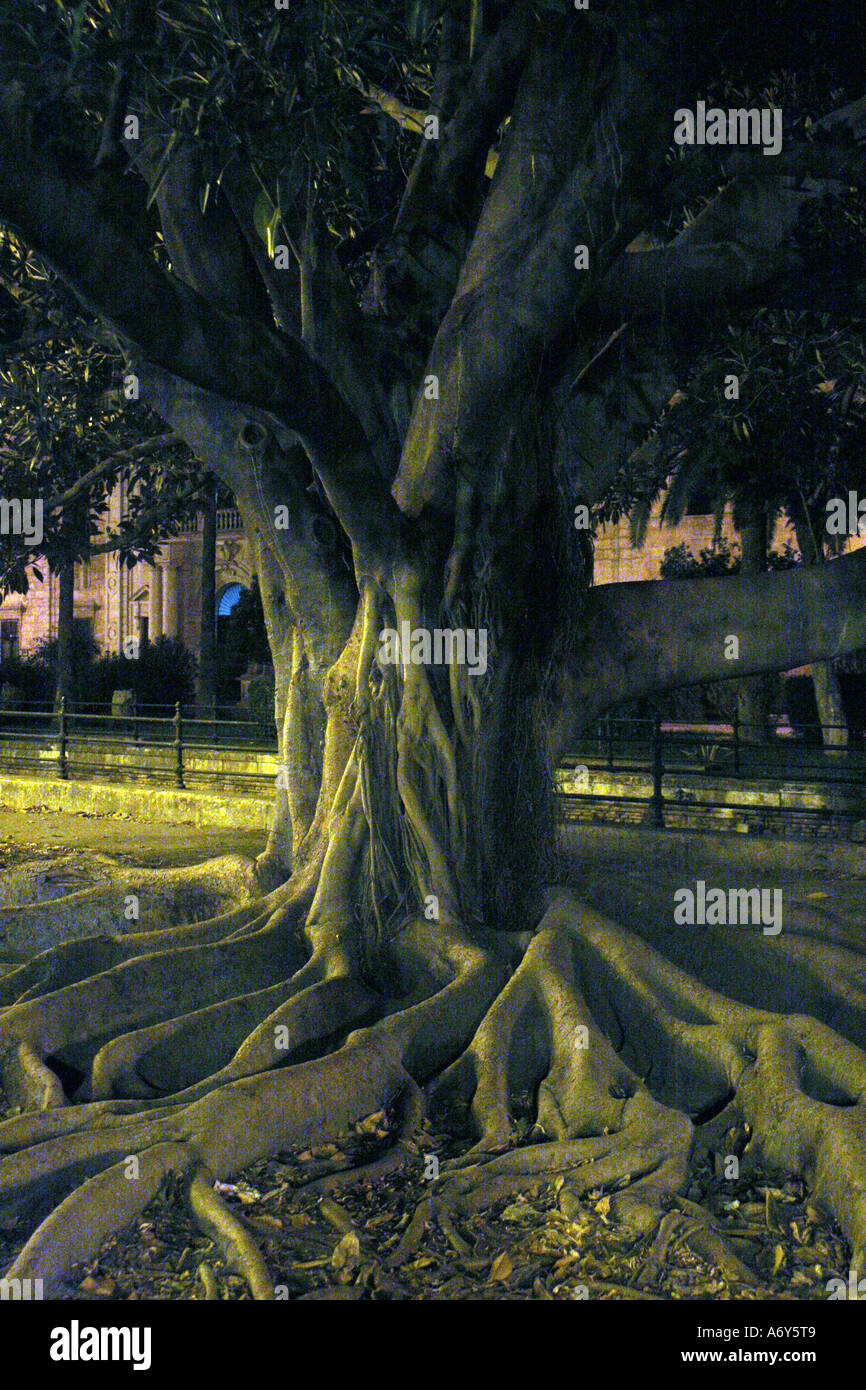 Tree in Seville Stock Photo - Alamy