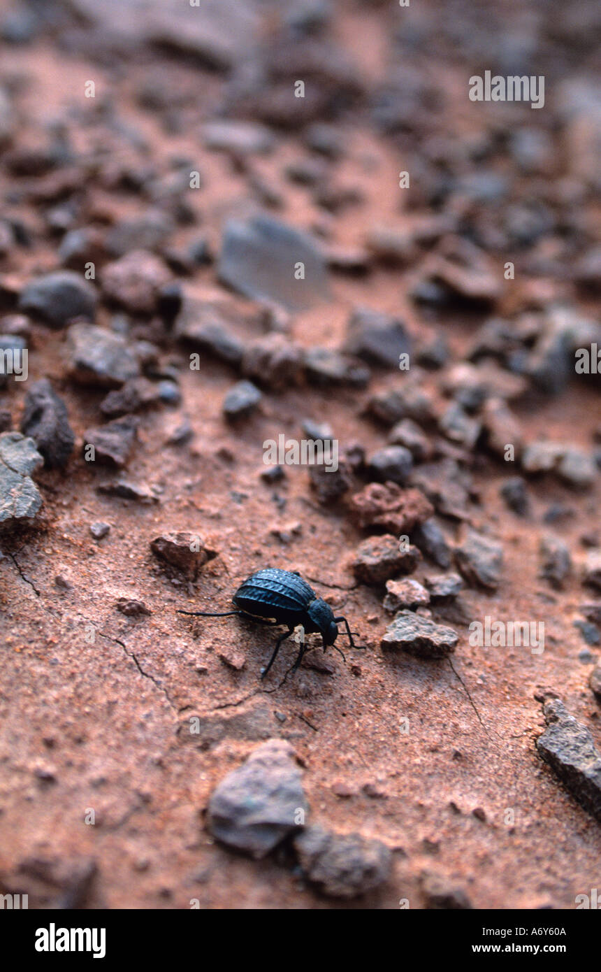 a beetle bug Stock Photo - Alamy