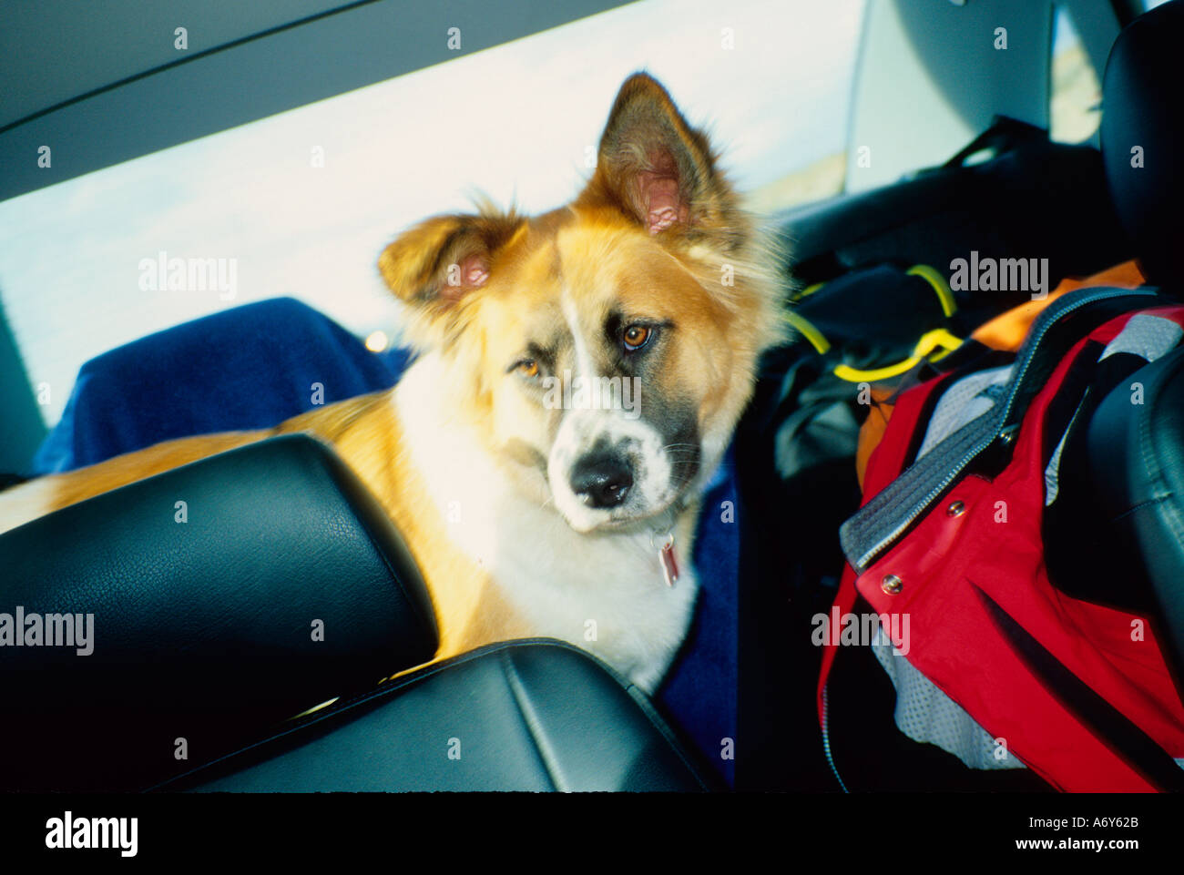 a dog in the back seat of a car Stock Photo - Alamy