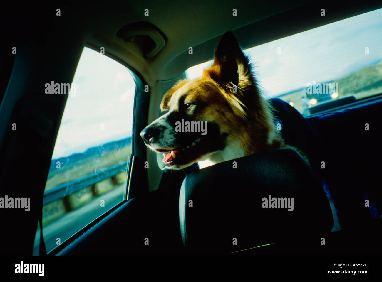 a dog in the back seat of a car Stock Photo - Alamy