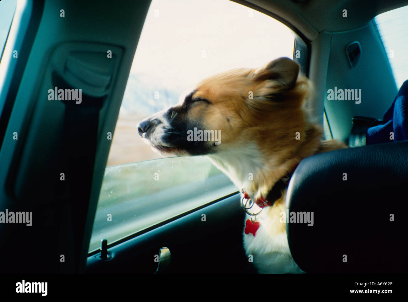 a dog in the back seat of a car with his head out the window Stock ...
