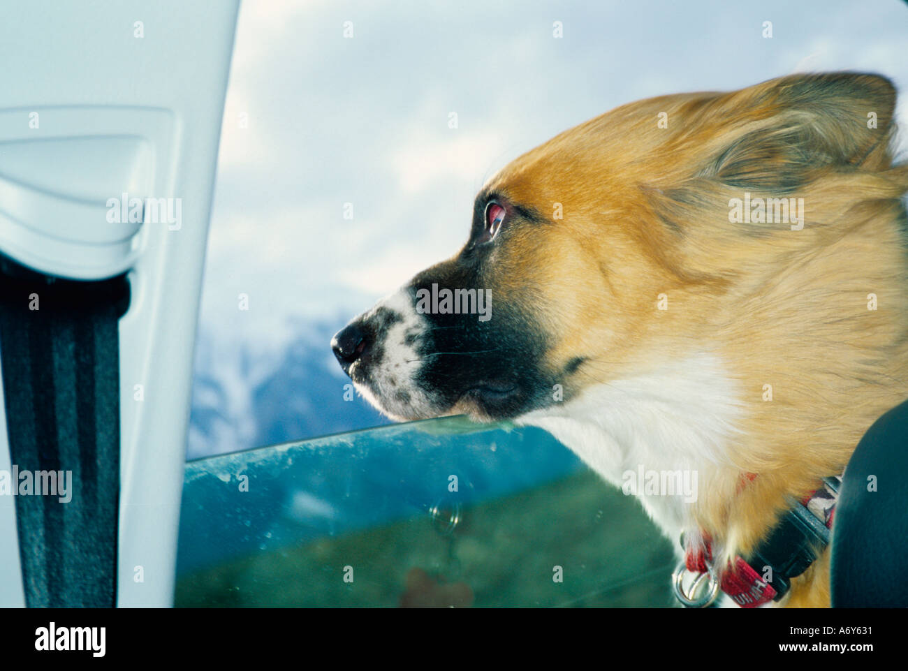 a dog in the back seat of a car with his head out the window Stock ...