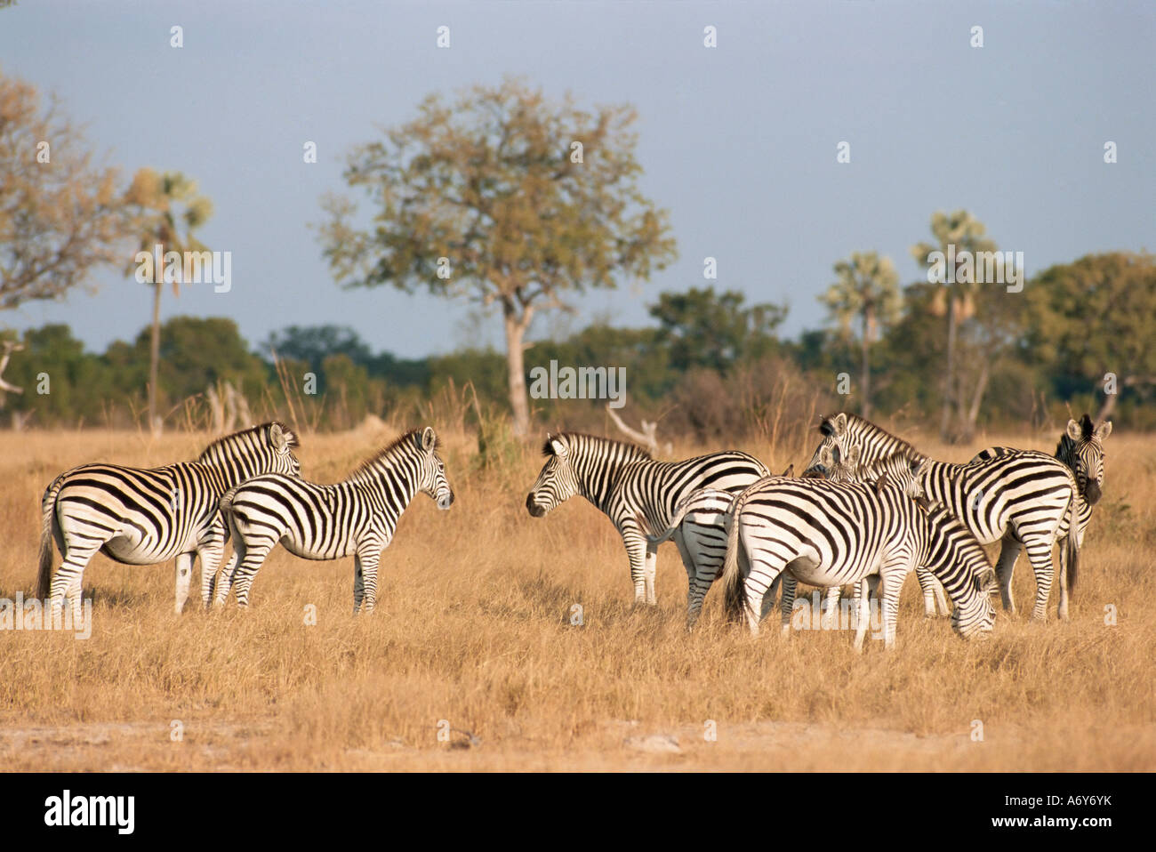 Zebras Hwange National Park Zimbabwe Africa Stock Photo - Alamy