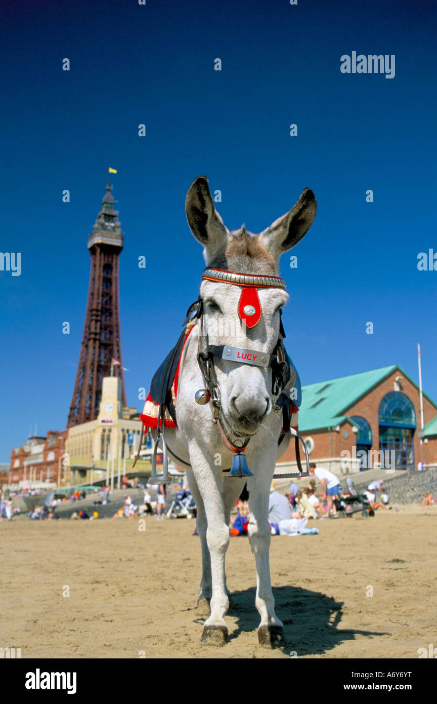 Seaside donkey on beach with Blackpool tower behind Blackpool ...