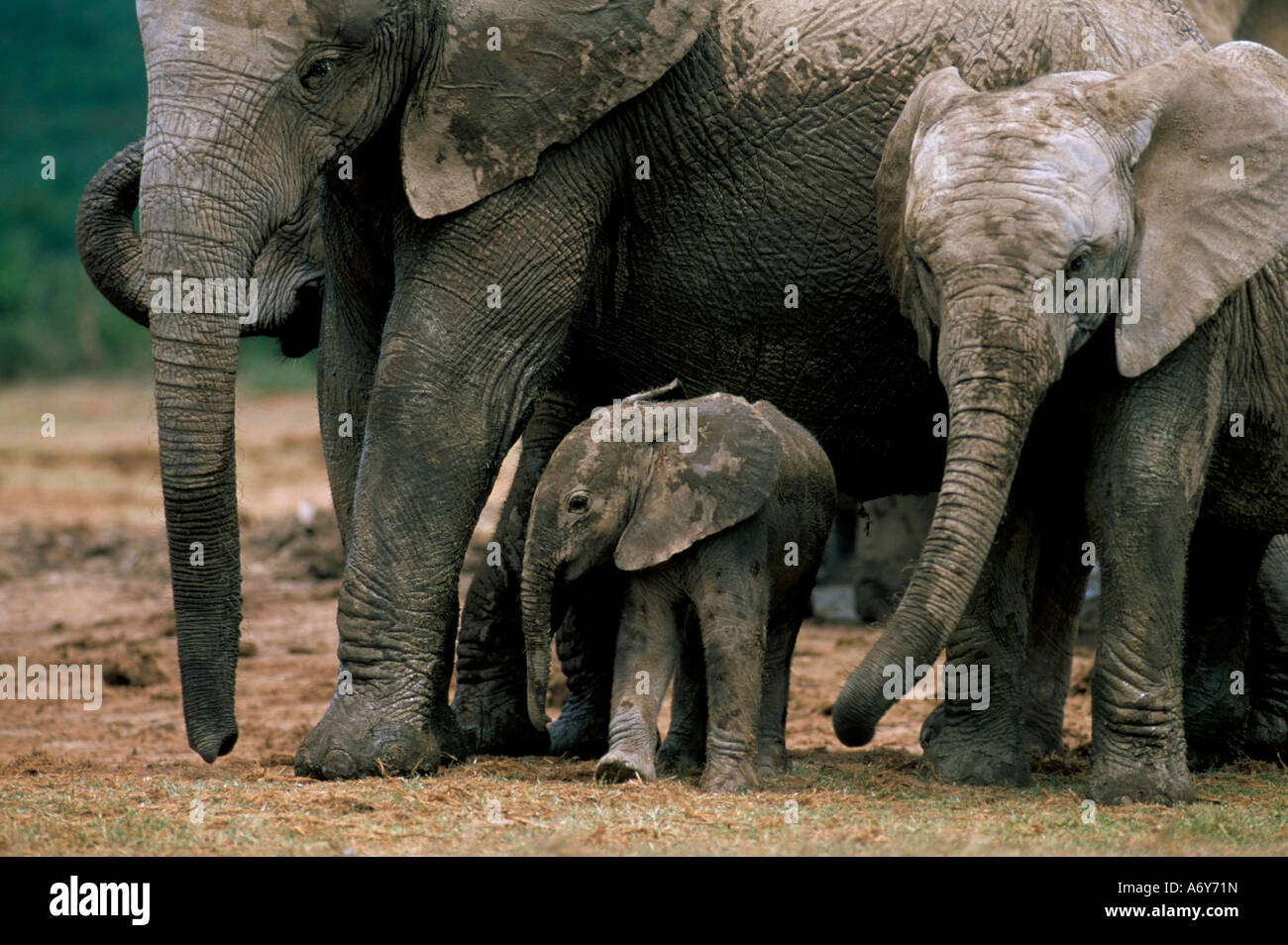 Matriarchal animals hi-res stock photography and images - Alamy