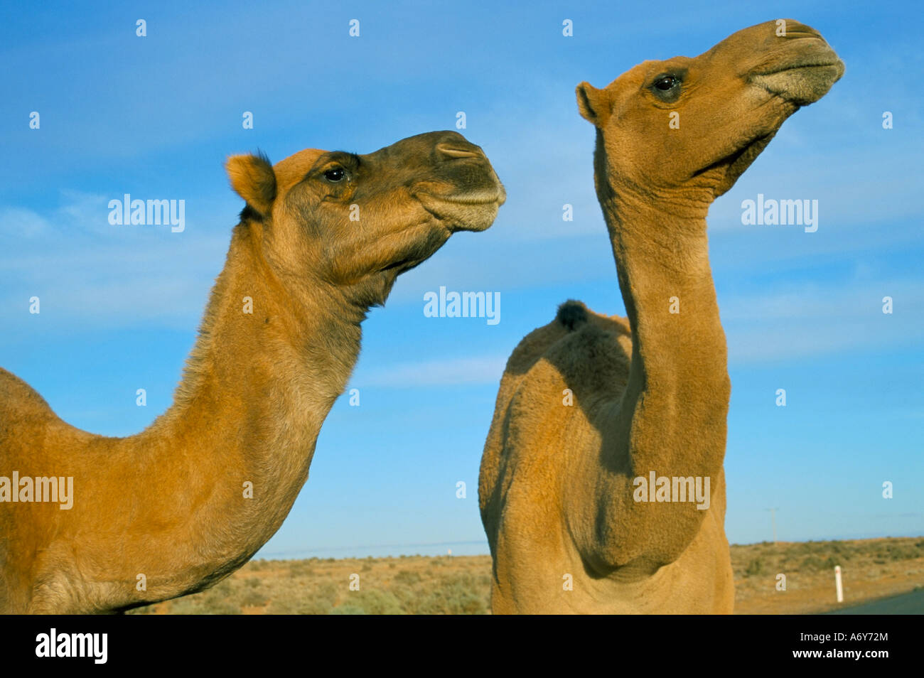 Arabian camels Camelus dromedarius feral in outback New South Wales ...