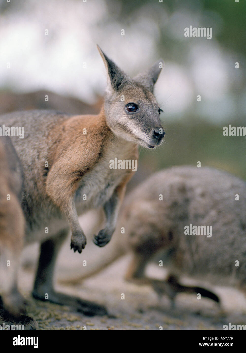 Day two of hi-res stock photography and images - Alamy
