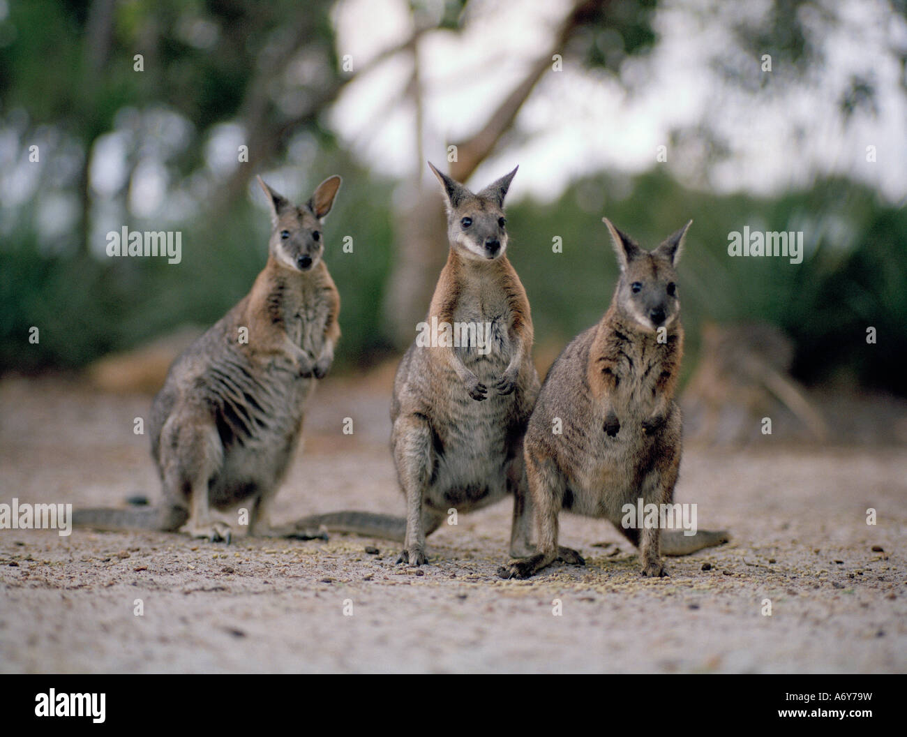 Three wallabies standing side by side Stock Photo - Alamy