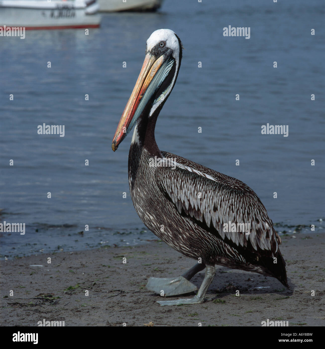Peruvian Pelican Pelecanus thagus standing on a muddy shore Ballestas ...