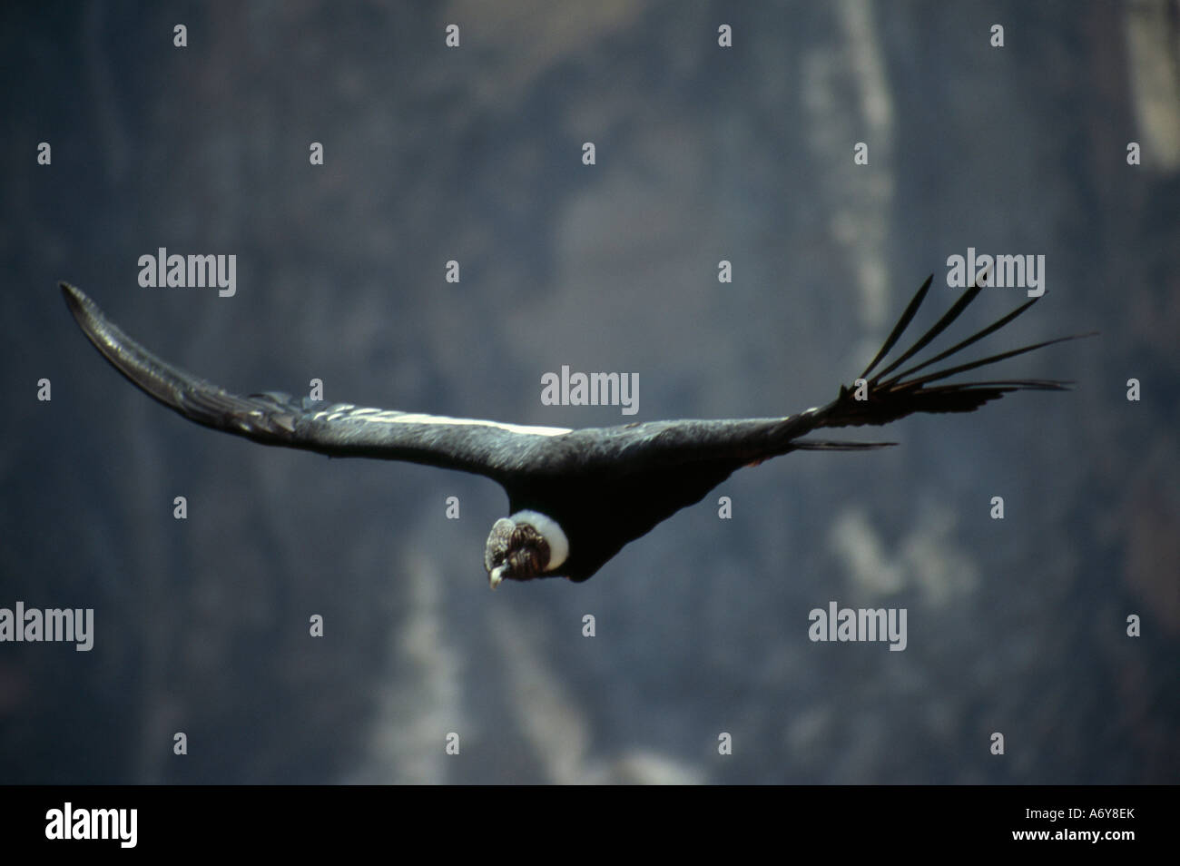 Andean eagle in flight in Colca Canyon Peru Stock Photo - Alamy