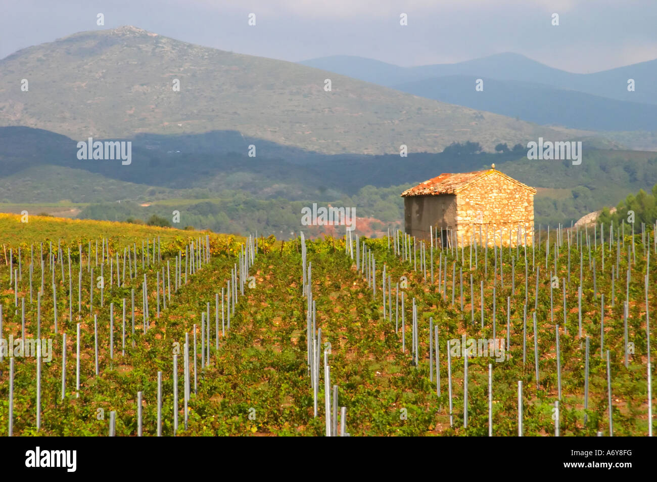 St Chinian. Languedoc. France. Europe. Vineyard with mountains in the ...