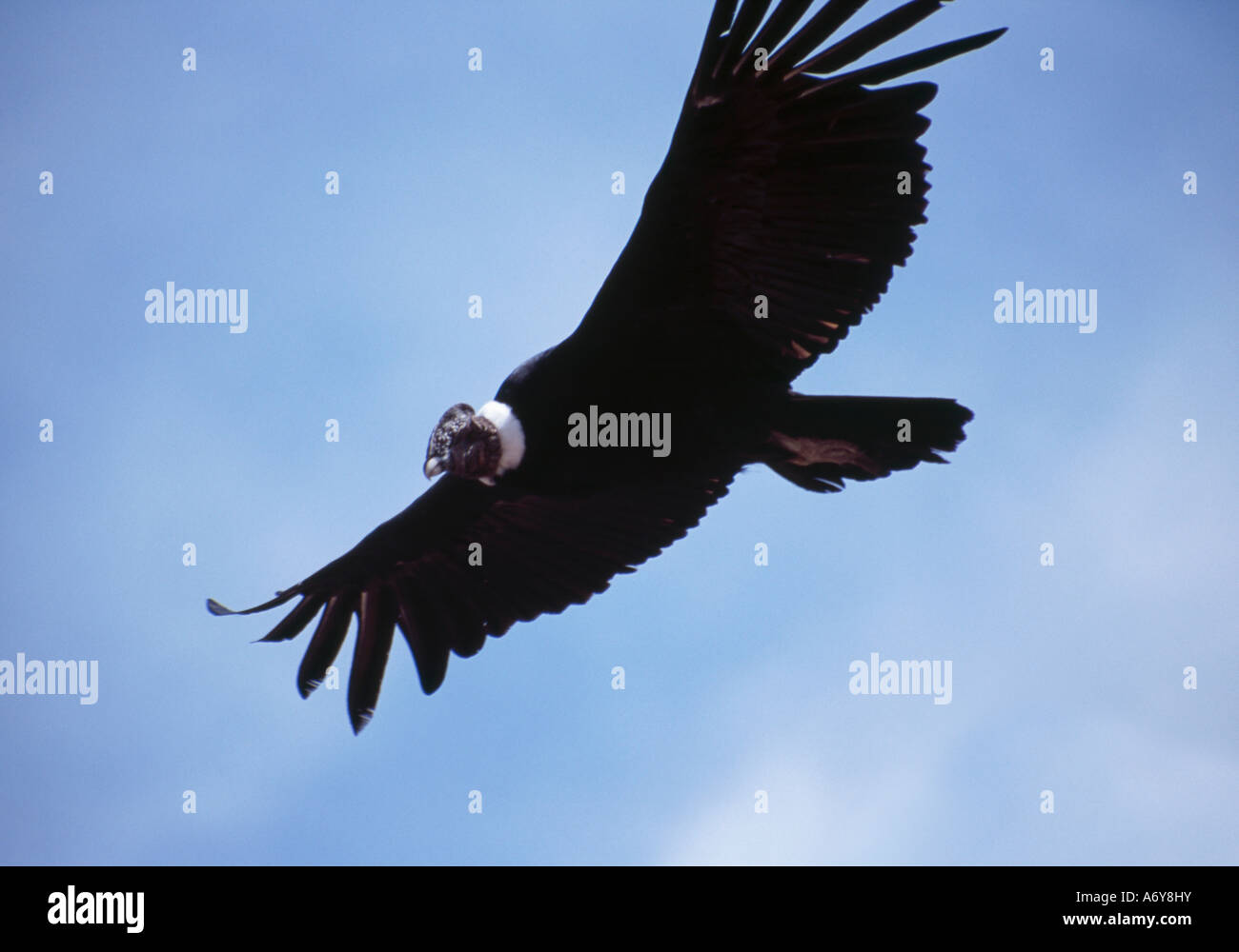 Andean eagle in flight near Colca Canyon Peru Stock Photo - Alamy