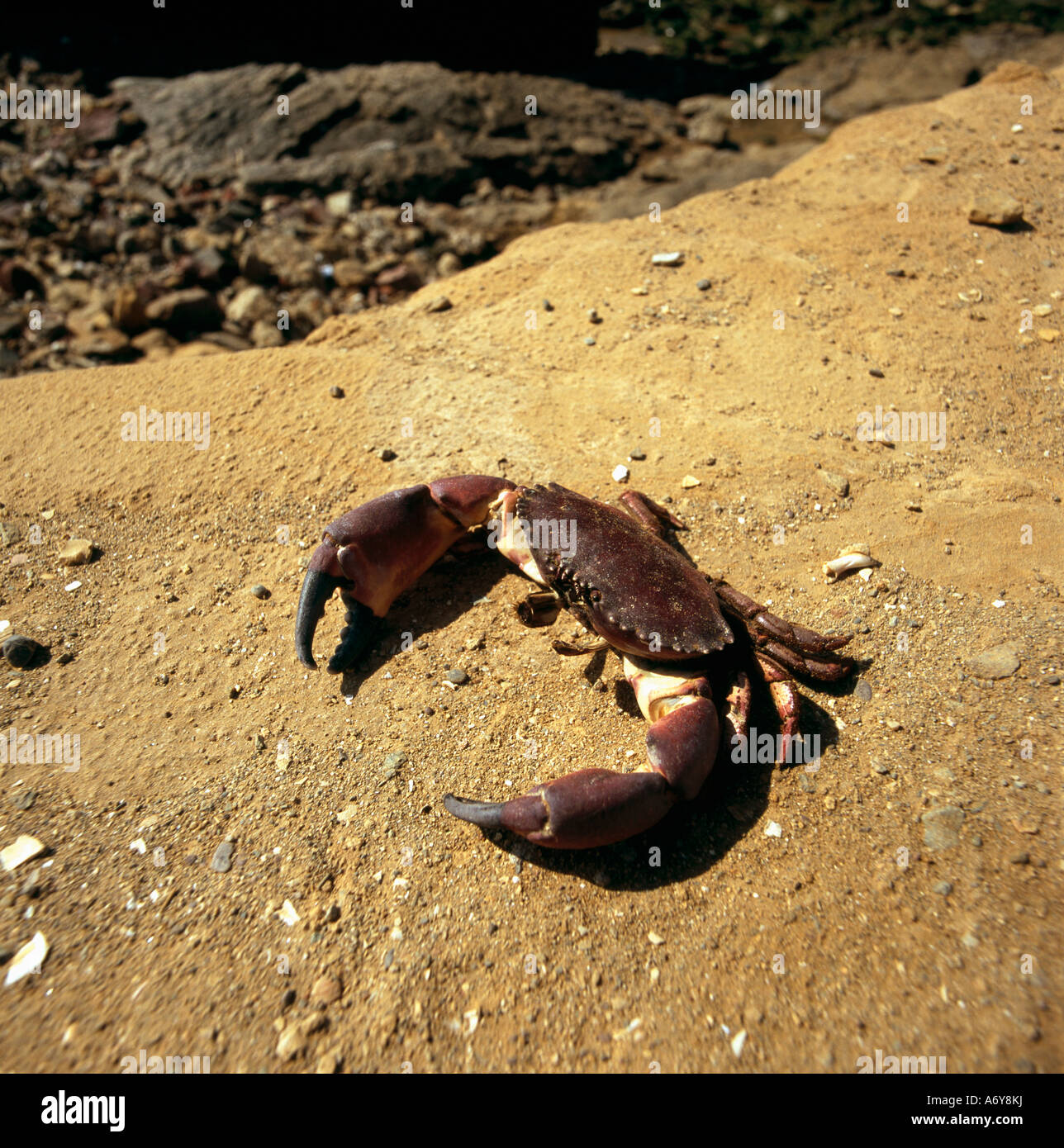 Crab on sandy ledge Stock Photo - Alamy