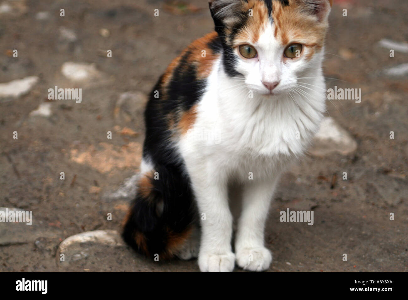 Pretty photo of granada hi-res stock photography and images - Alamy