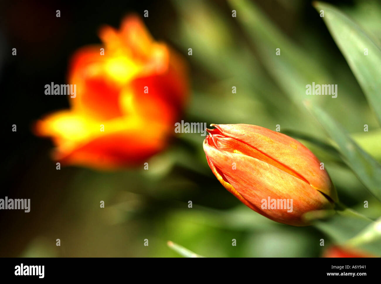 Two flowers in Australia Stock Photo - Alamy