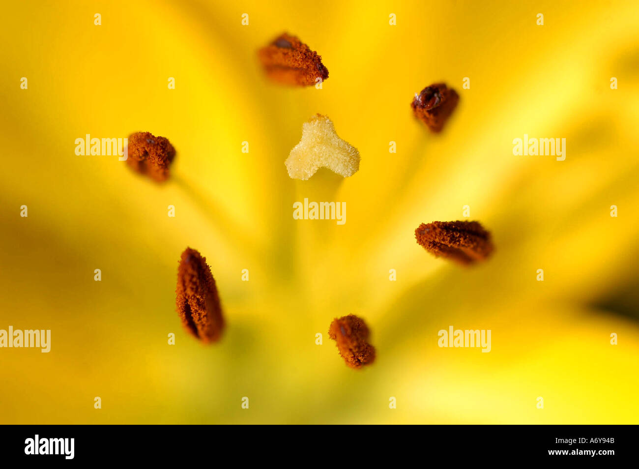 Six stamens hi-res stock photography and images - Alamy