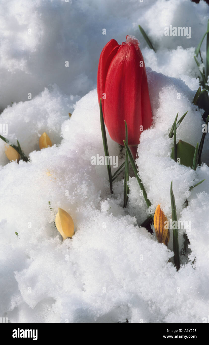 Flowers growing through snow hi-res stock photography and images - Alamy
