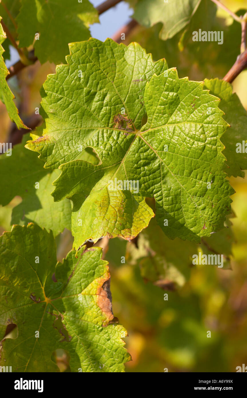 Chateau Mire l'Etang. La Clape. Languedoc. Vine leaves. France. Europe ...