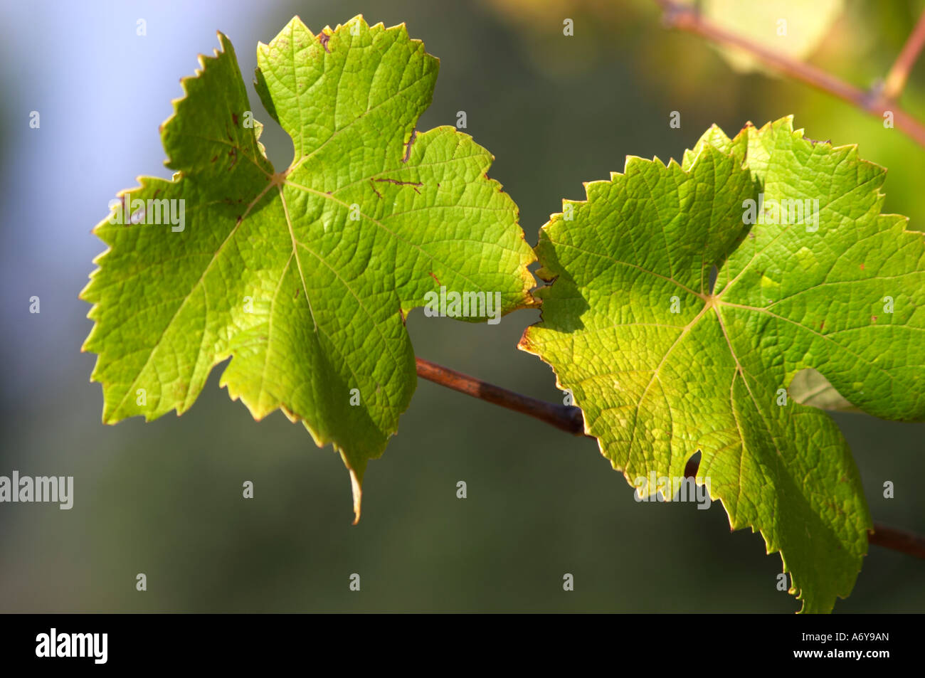 Chateau Mire l'Etang. La Clape. Languedoc. Vine leaves. France. Europe ...