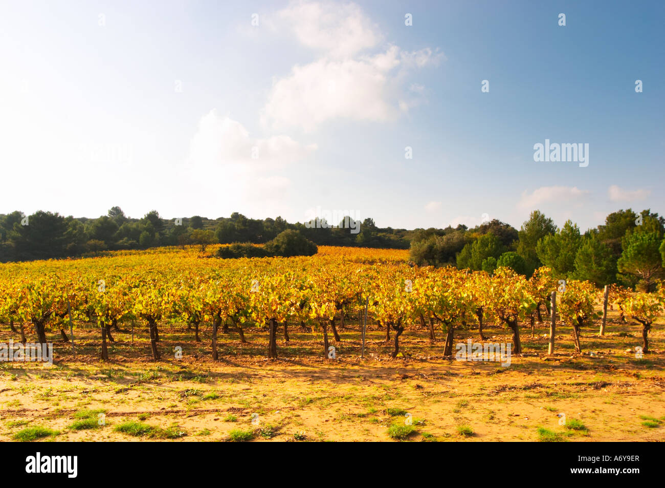Chateau Mire l'Etang. La Clape. Languedoc. France. Europe. Vineyard ...