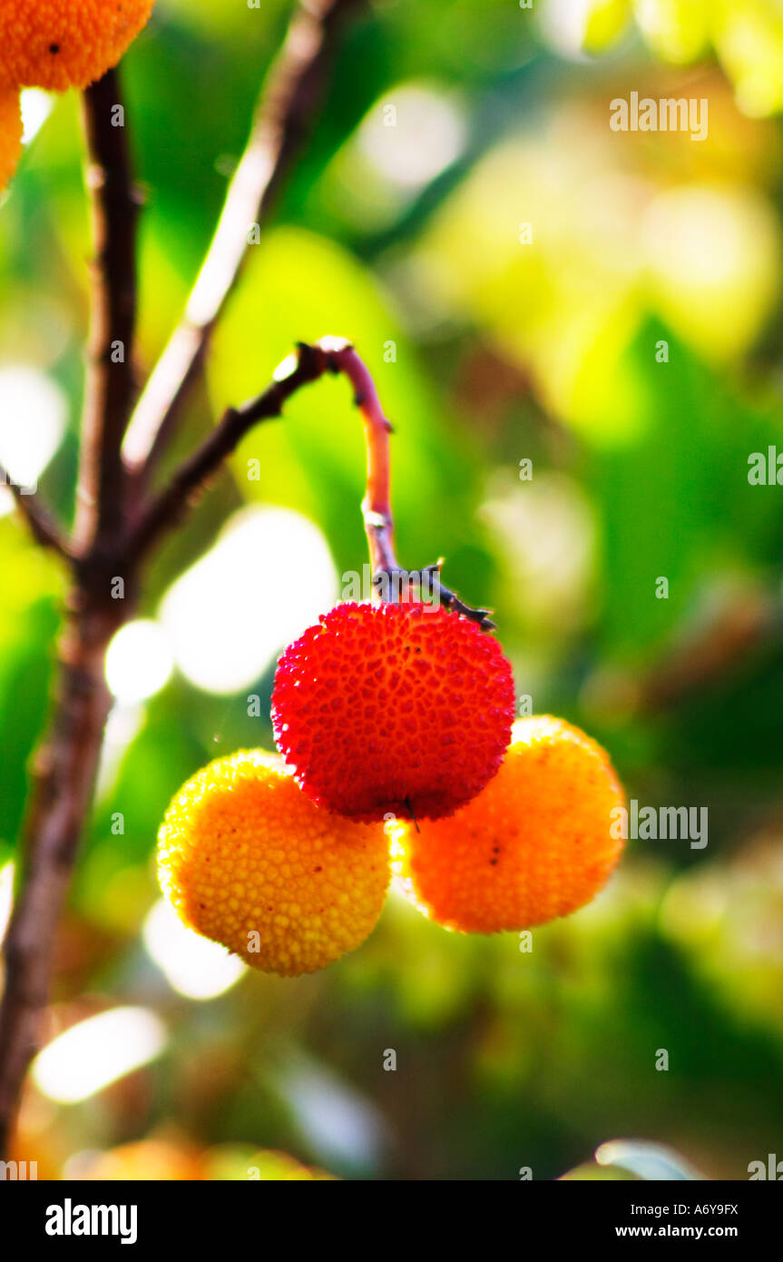 Arbousier, arbouse, strawberry tree with fruit. Chateau Mire l'Etang ...