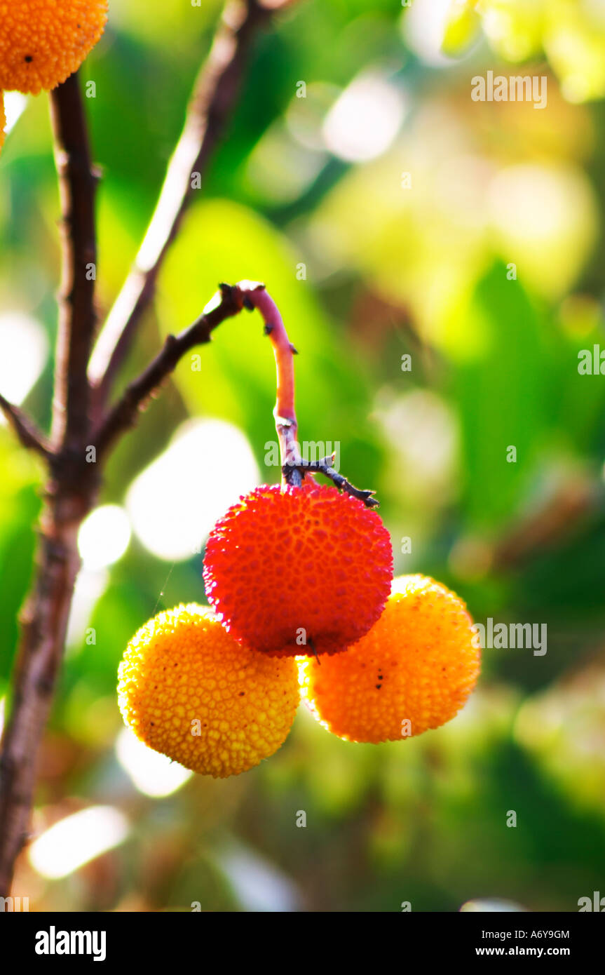 Arbousier arbouse strawberry tree fruit hi-res stock photography and ...