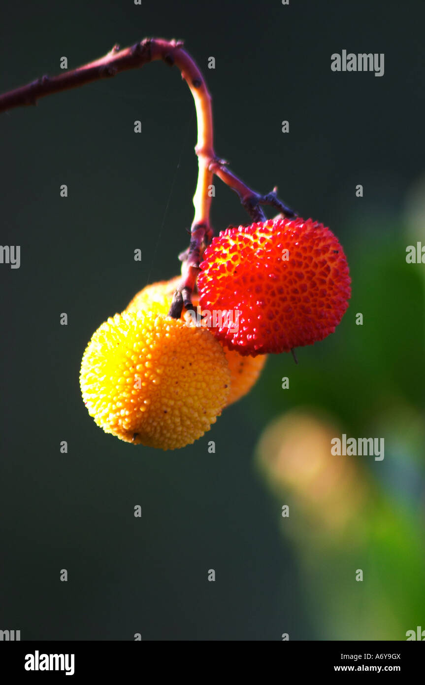 Arbousier, arbouse, strawberry tree with fruit. Chateau Mire l'Etang ...