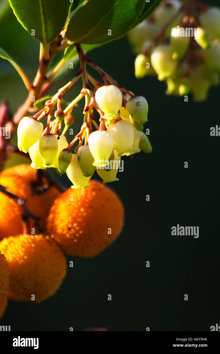 Arbousier arbouse strawberry tree fruit hi-res stock photography and ...