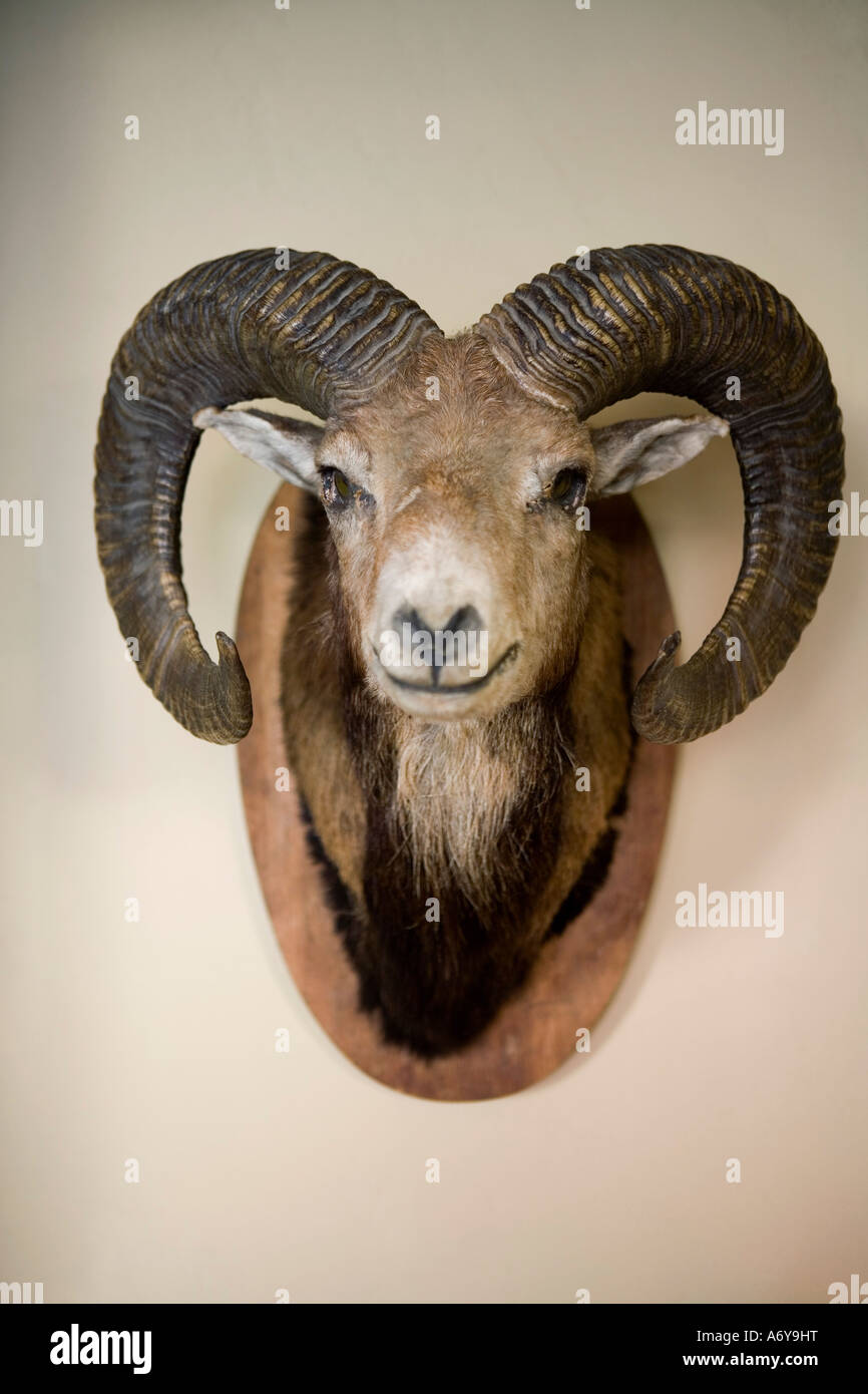Sheep head sheep hi-res stock photography and images - Alamy