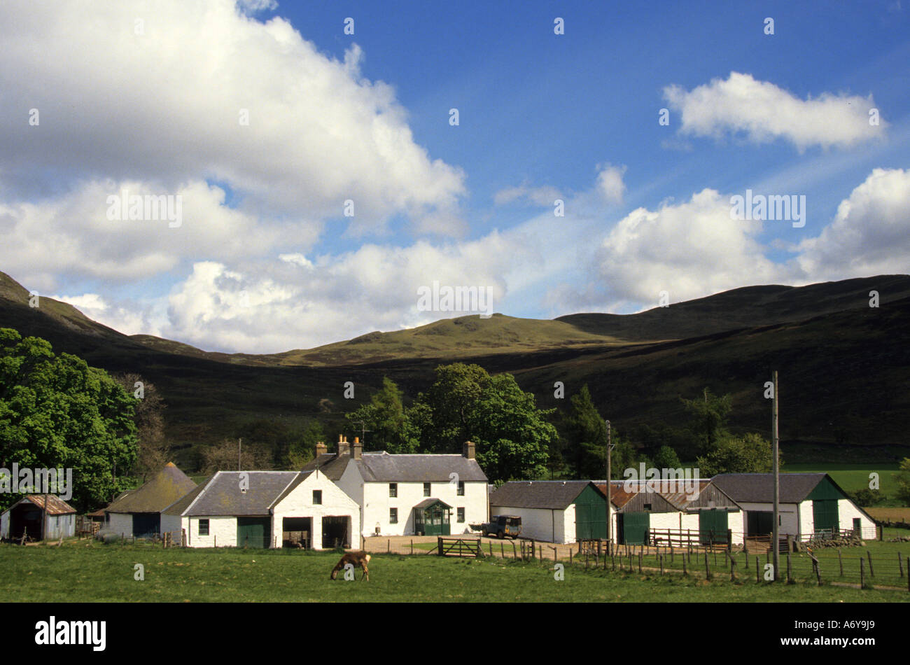 Scotland Scottish Farm Farmer Highlands Skye cows Stock Photo - Alamy